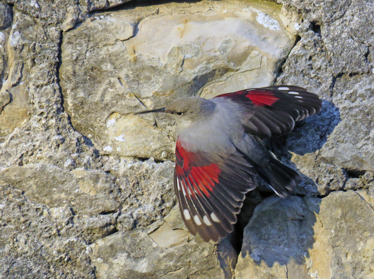 Tichodrome échelette | Département de l'Isère
